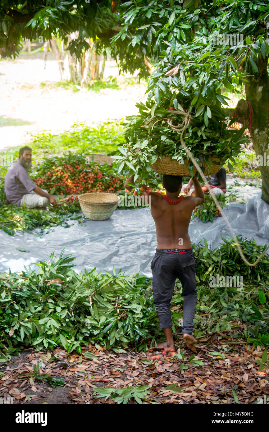 Collecting leeches hi-res stock photography and images - Alamy