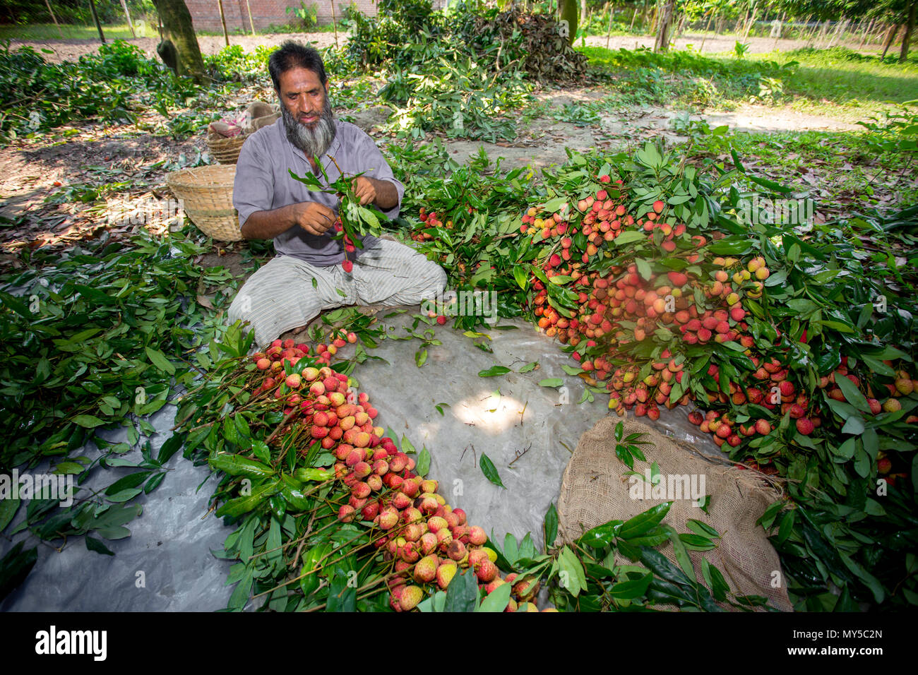 Collecting leeches hi-res stock photography and images - Alamy