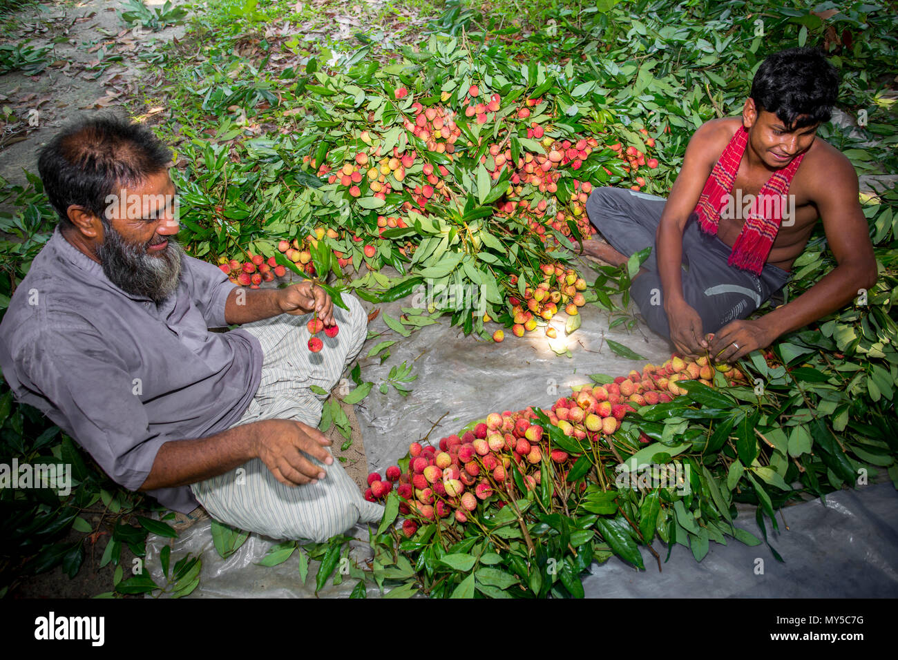 Collecting leeches hi-res stock photography and images - Alamy