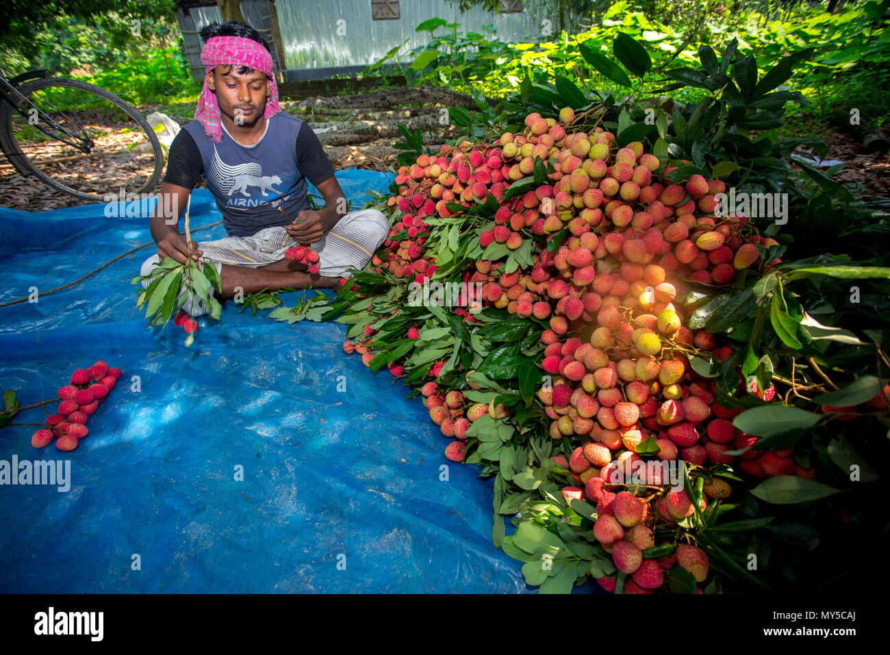 Collecting leeches hi-res stock photography and images - Alamy