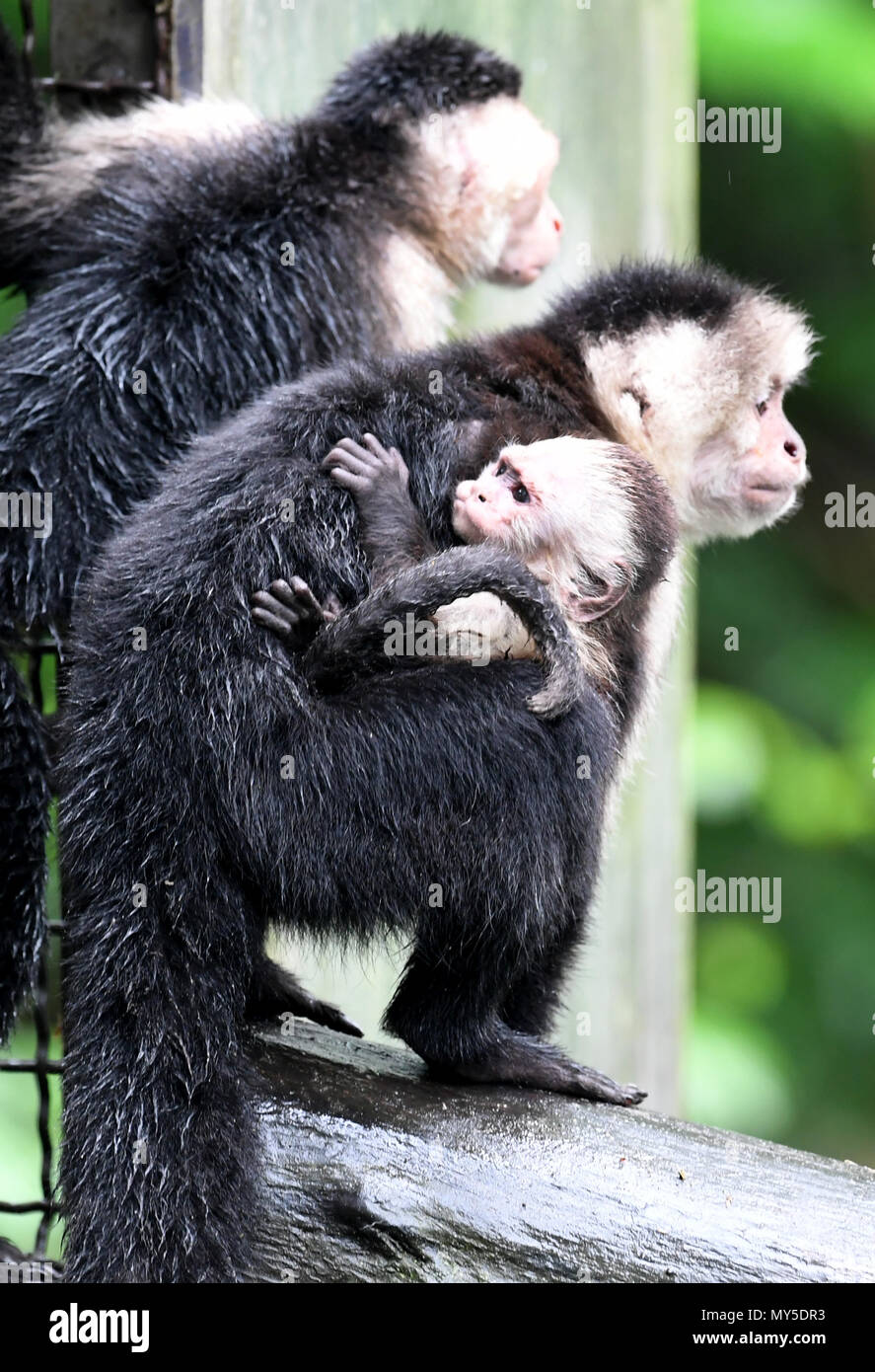 Capuchin Monkey Justin Bieber