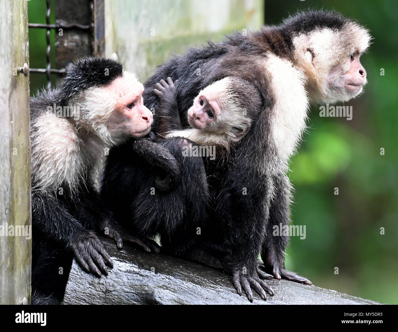 Baby photo justin bieber hi-res stock photography and images - Alamy