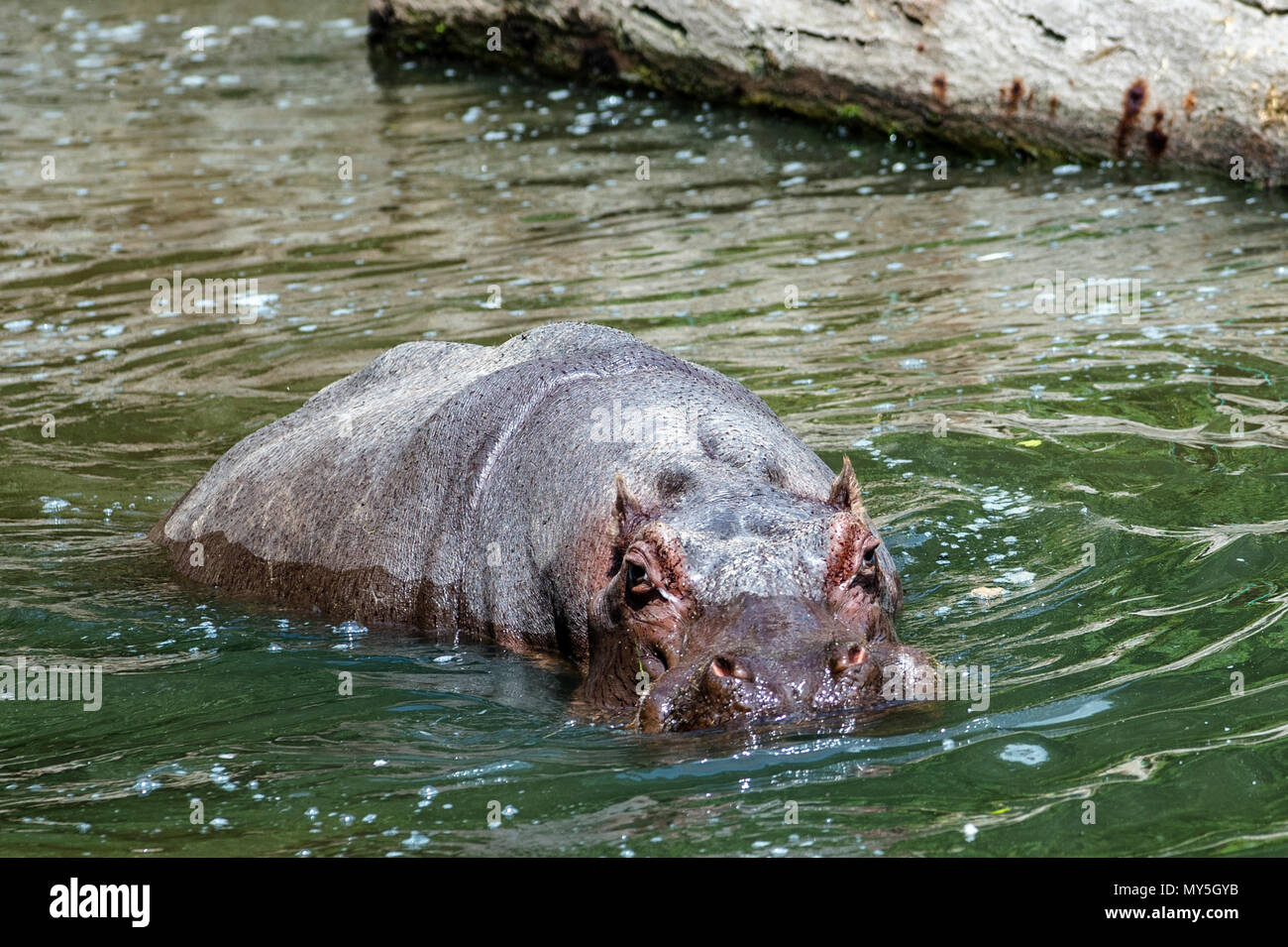 Hippo enclosure hi-res stock photography and images - Alamy