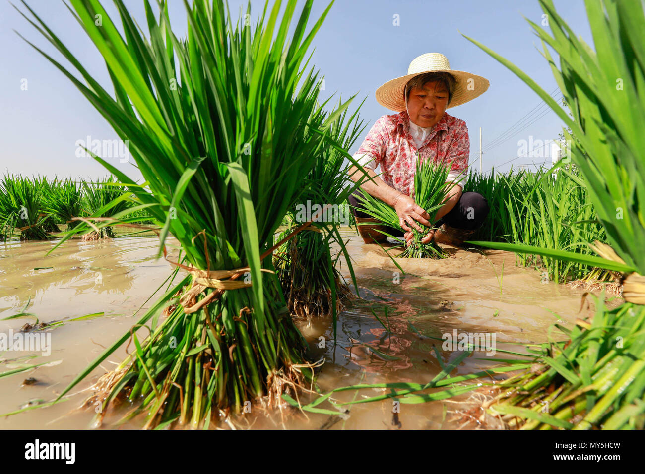 Huai'an, China's Jiangsu Province. 6th June, 2018. A farmer works in ...