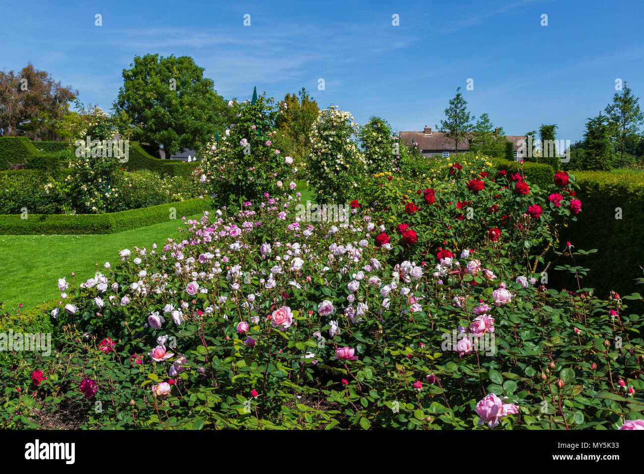 Garden hyde hall rose hi-res stock photography and images - Alamy