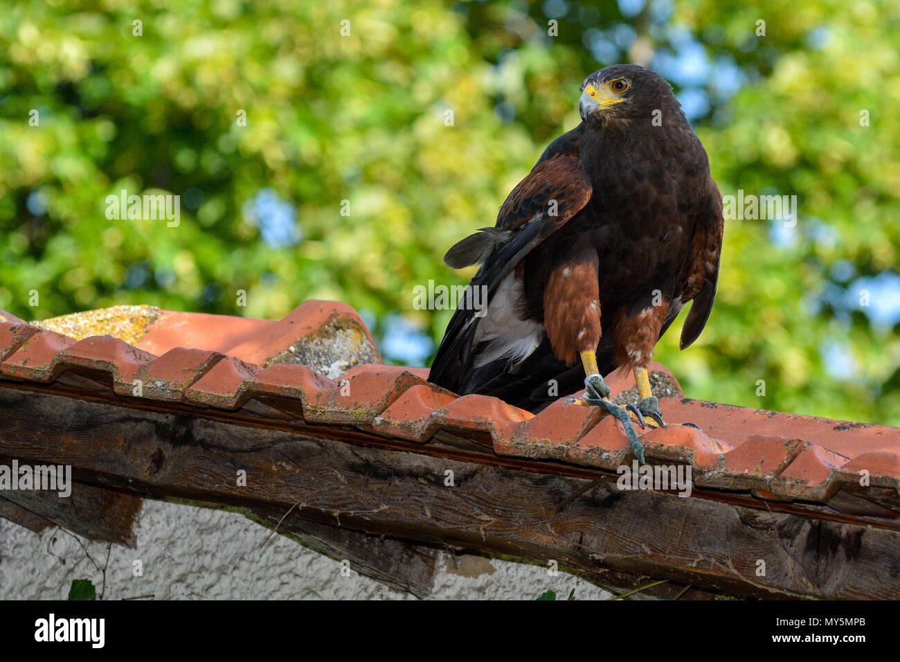Chase hawk hi-res stock photography and images - Alamy