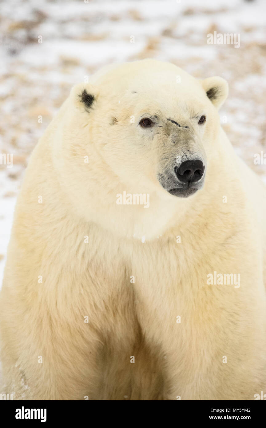 Polar Bear (Ursus maritimus) Curious individual approaching, Wapusk ...