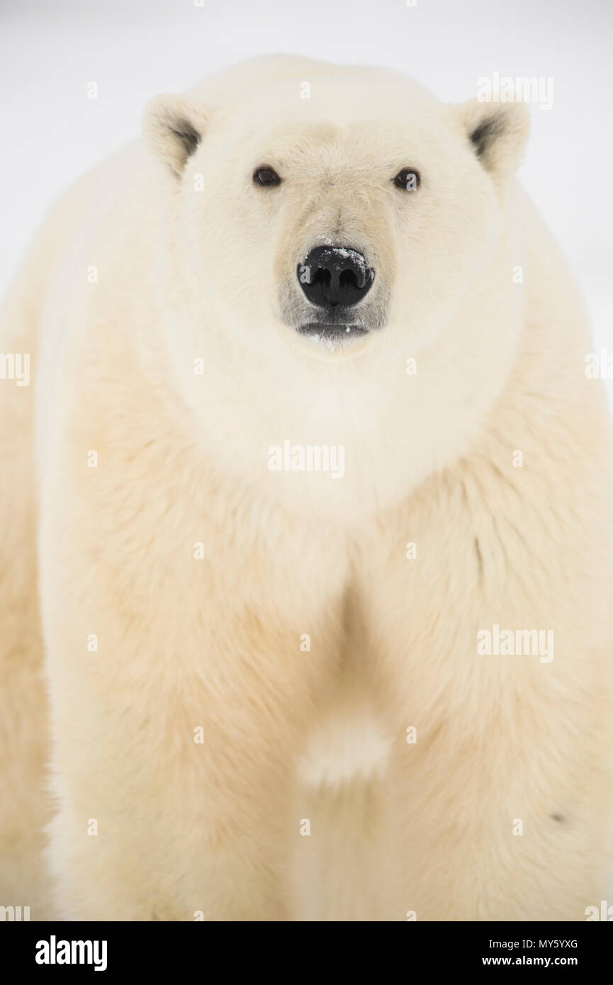 Polar Bear (Ursus maritimus) Curious individual approaching, Wapusk ...