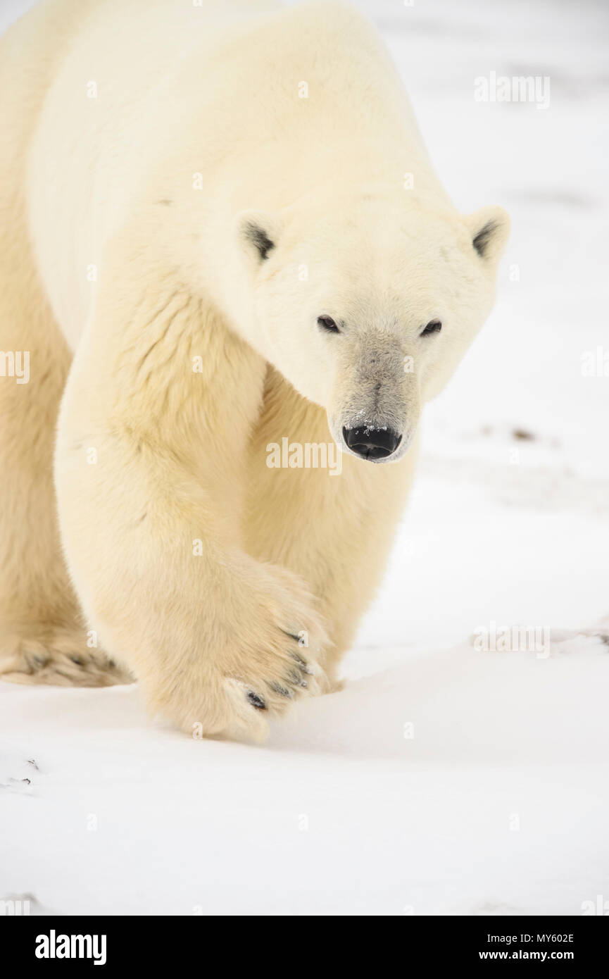 Polar Bear (Ursus maritimus) Curious individual approaching, Wapusk ...