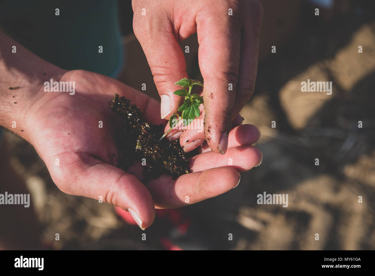 Hands holding soil and plant Stock Photo - Alamy