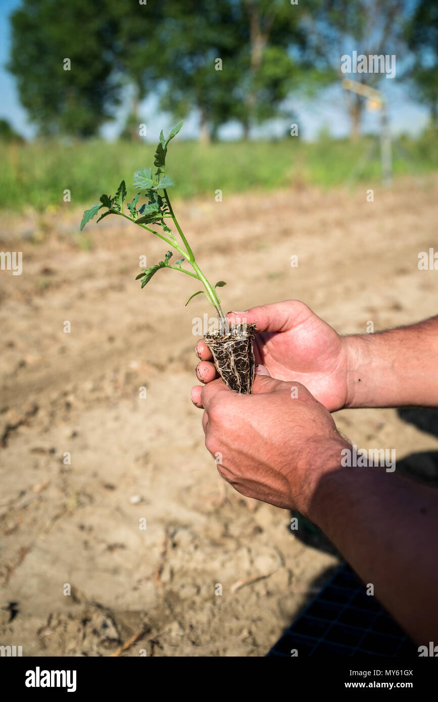 Hands holding soil and plant Stock Photo - Alamy