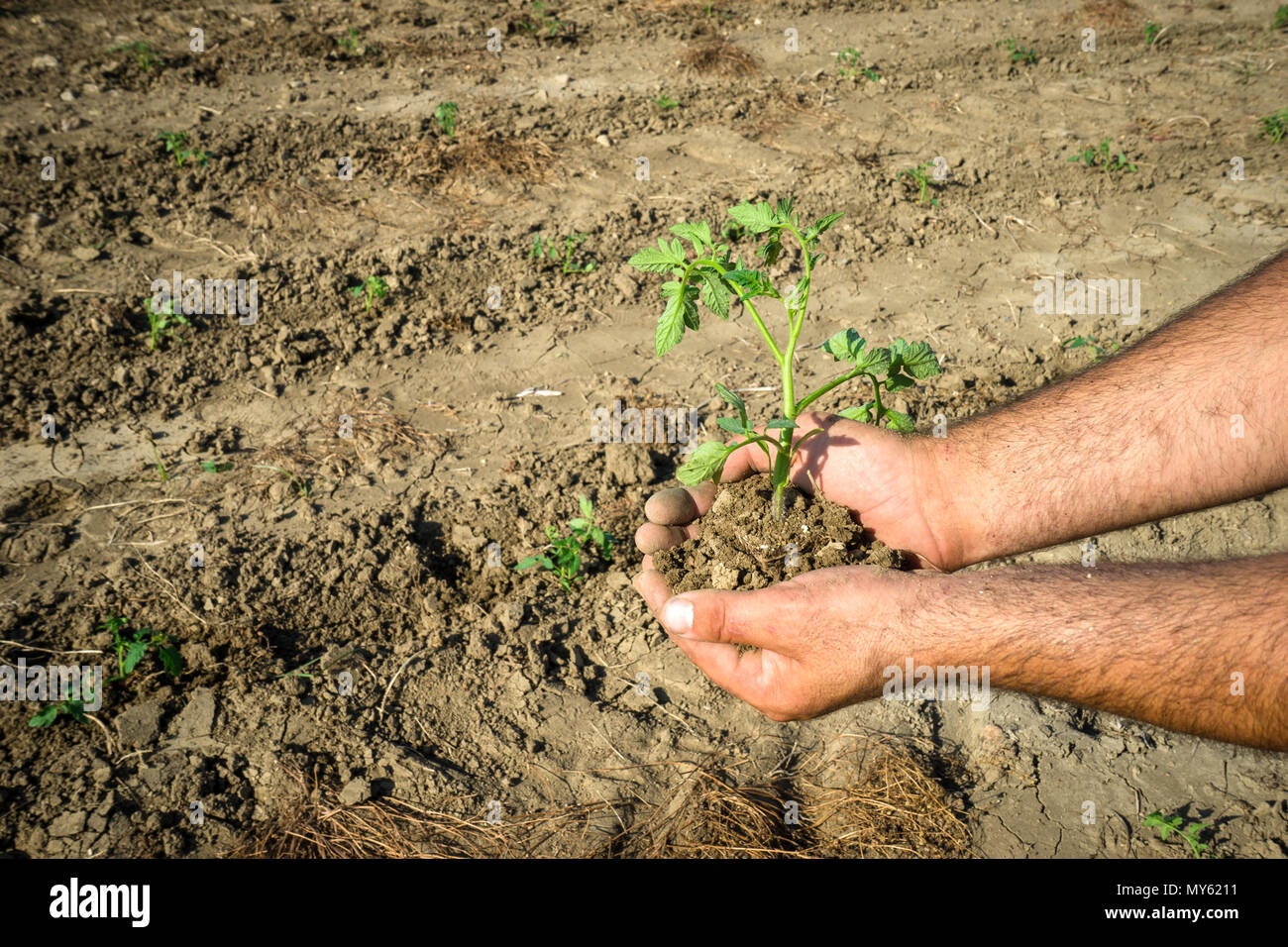 Hands holding soil and plant Stock Photo - Alamy