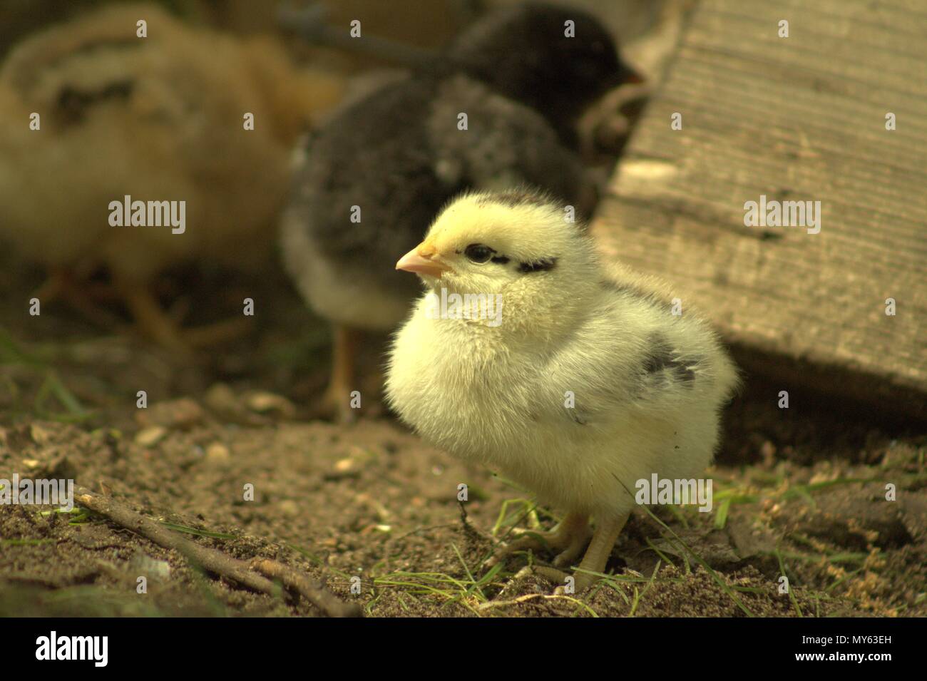 Light Striped Chick Stands Out In The Yard With Her Siblings Stock ...