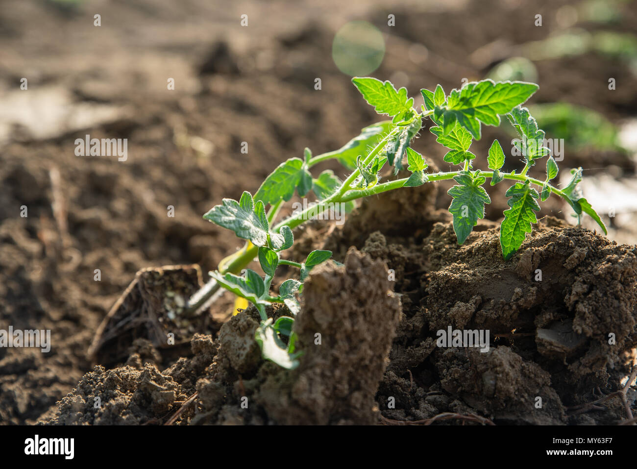 Planting young tomato plants in the field Stock Photo - Alamy