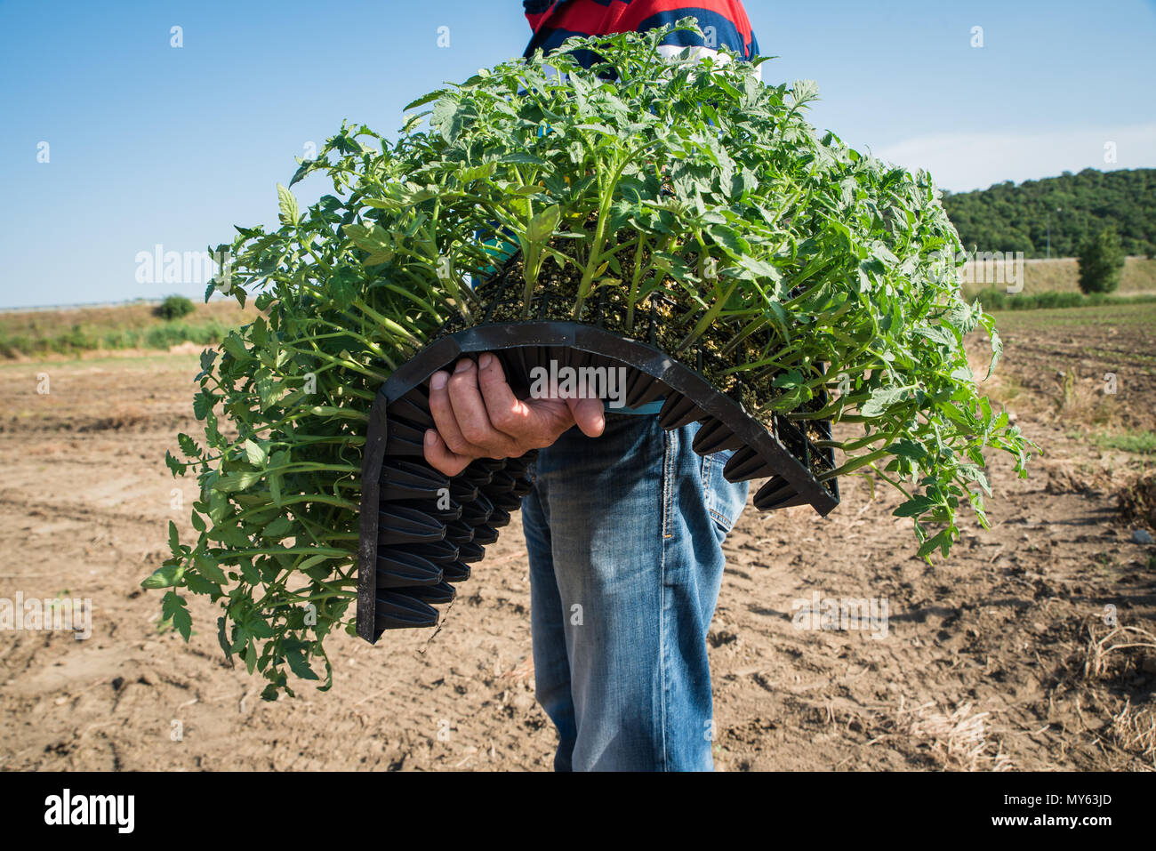 Man planting tomato plants hi-res stock photography and images - Alamy