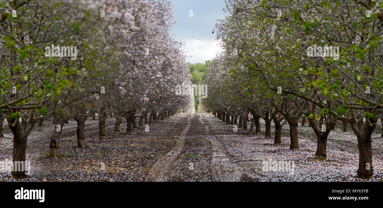 agricultural landscape, blooming garden with fruit trees Stock Photo ...