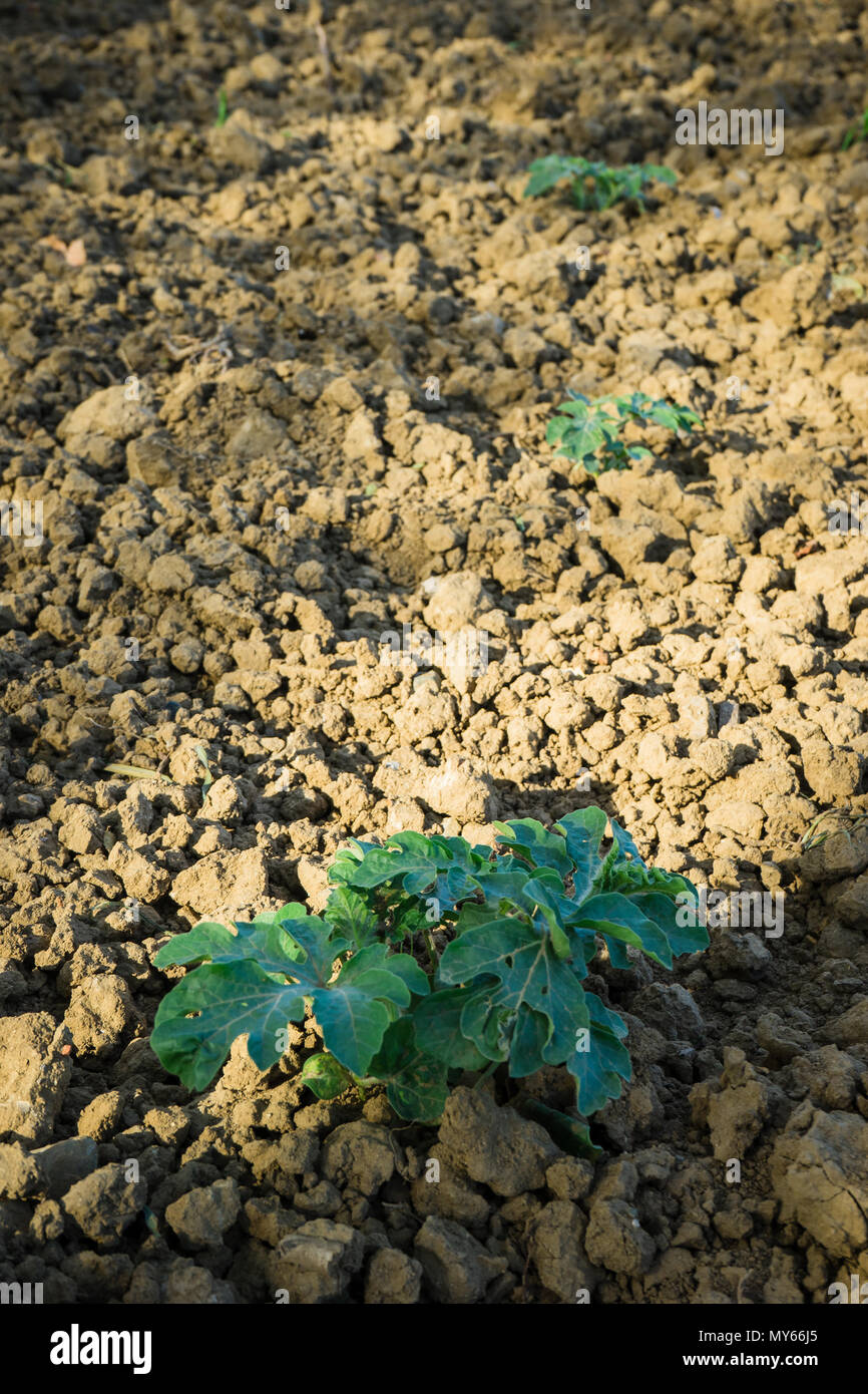 Melon plant flowering at field Stock Photo - Alamy
