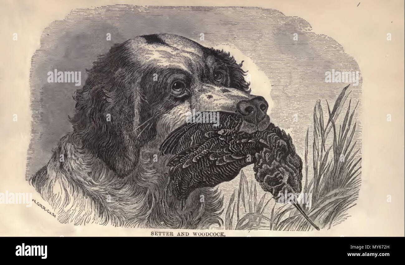 . English: 'Setter and woodcock' . 1857. Herbert, Henry William, 1807 ...