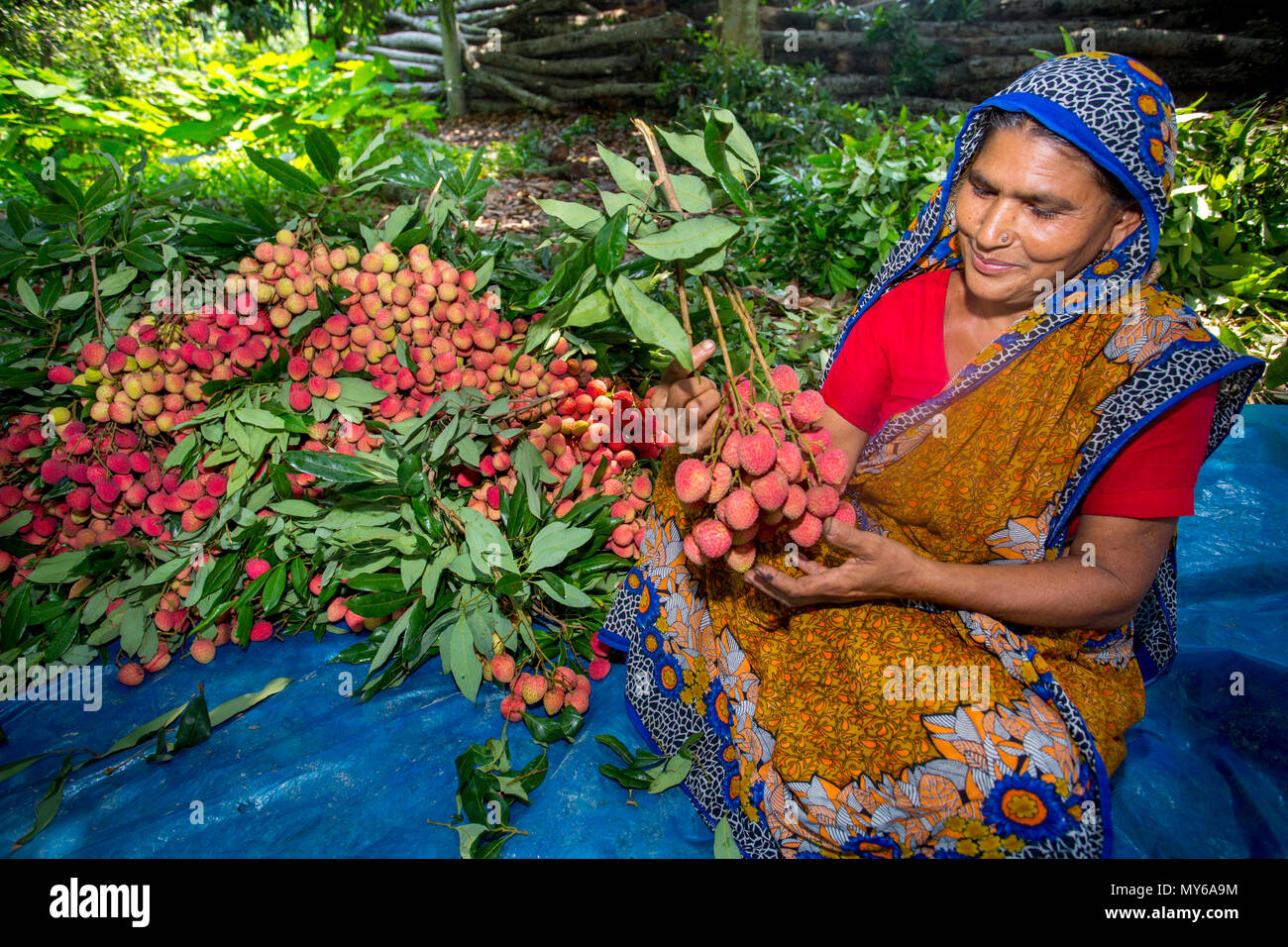 Collecting leeches hi-res stock photography and images - Alamy