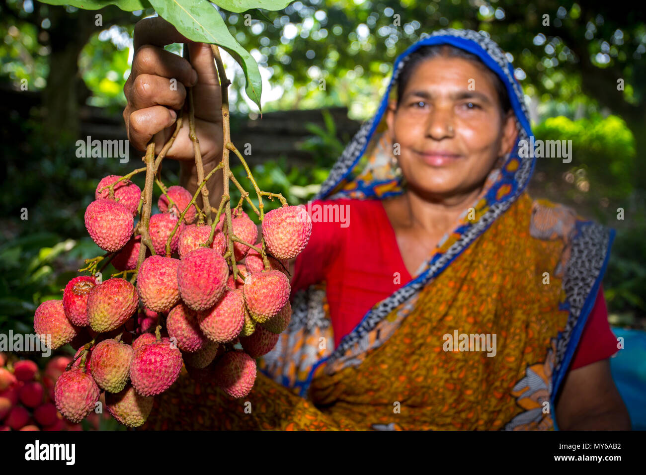 A litchi farmer shows the best litchi in their garden at Rooppur ...