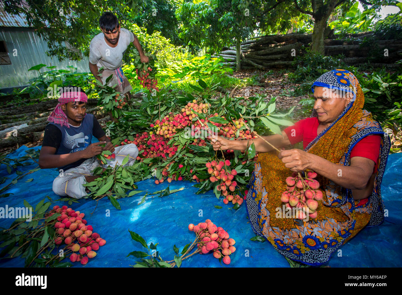 Collecting leeches hi-res stock photography and images - Alamy