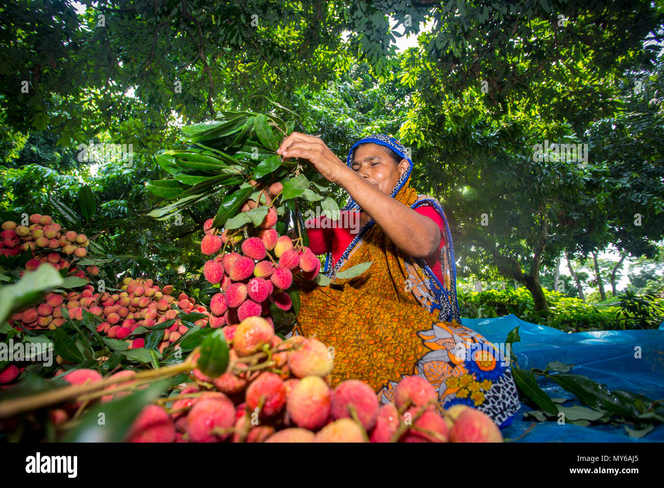 A litchi farmer shows the best litchi in their garden at Rooppur ...
