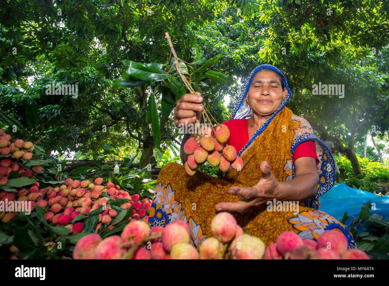 A litchi farmer shows the best litchi in their garden at Rooppur ...