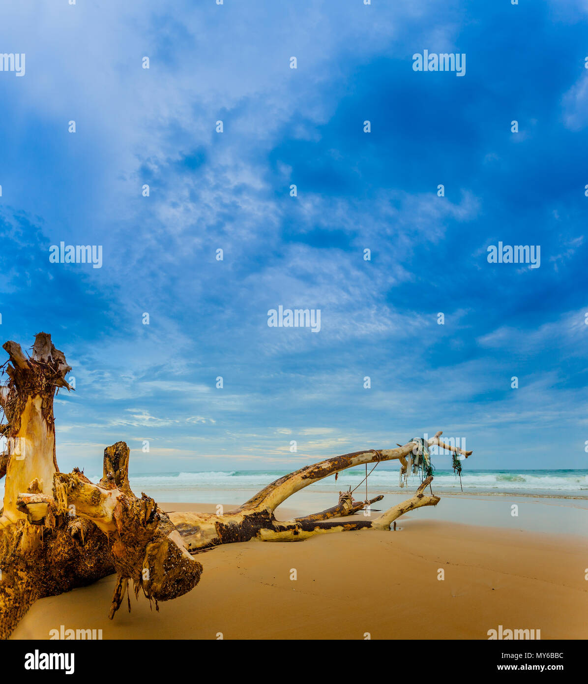 The big dead tree was shattered by the waves on Karon beach Stock Photo ...