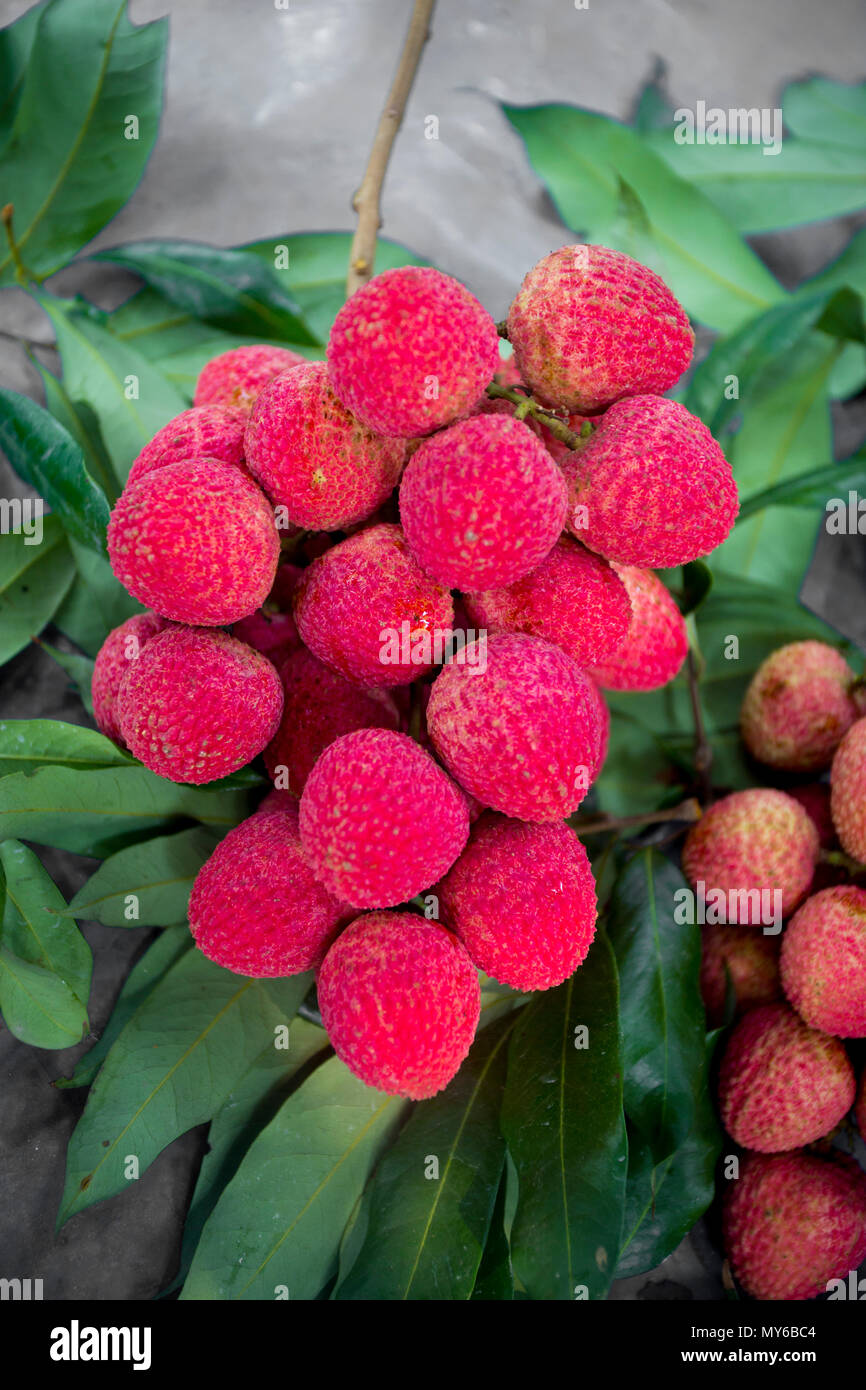 Lychee fruits litchi chinensis trees hi-res stock photography and ...