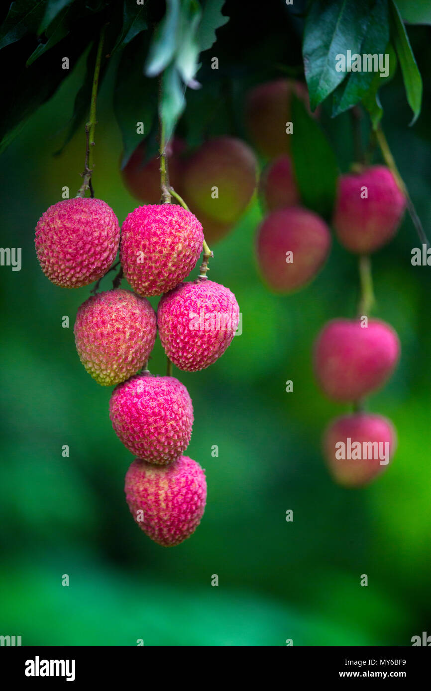 Litchi, Lichee, Lichie Leechee, Lichi, Bangla: Lichu. The Lychee is a ...