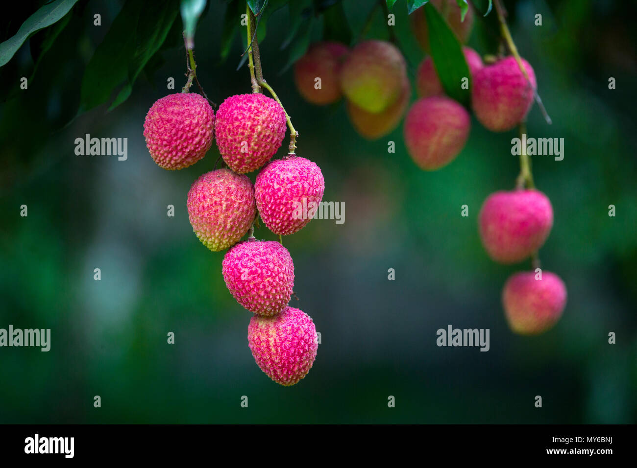 Lichie hi-res stock photography and images - Alamy