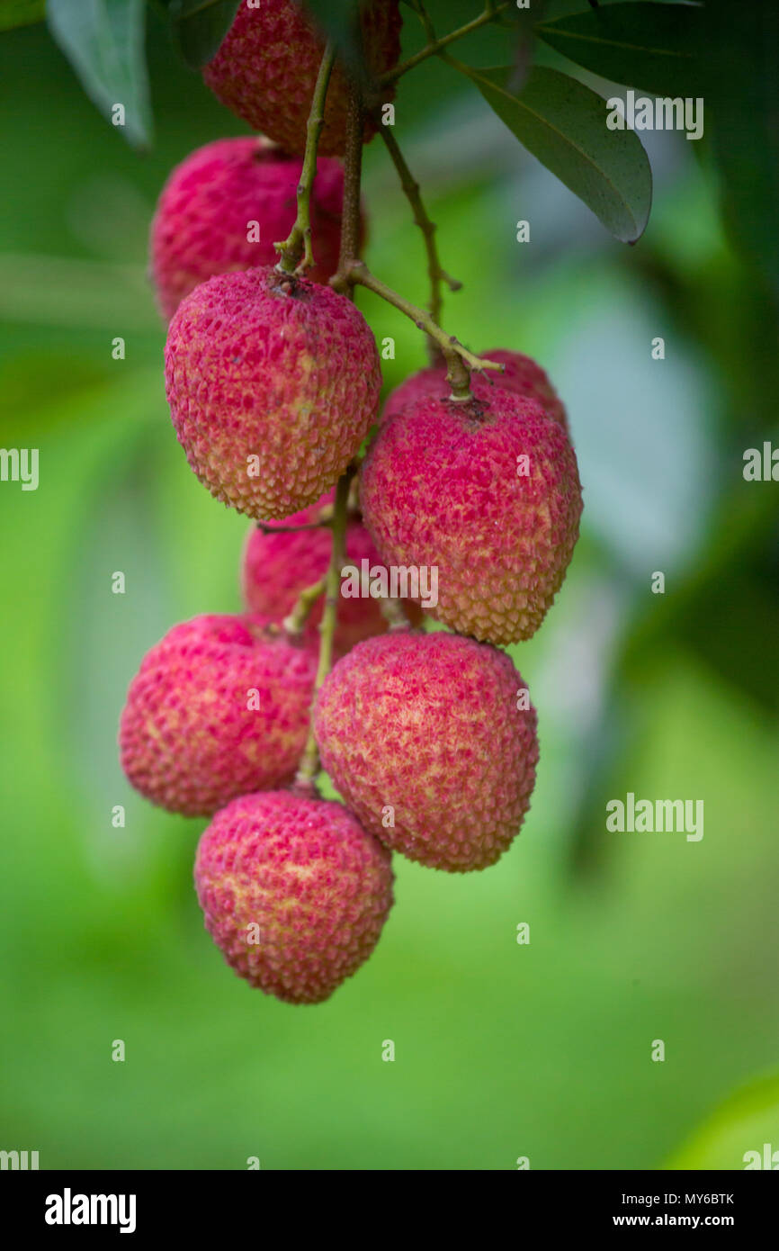 Lychee fruits litchi chinensis trees hi-res stock photography and ...