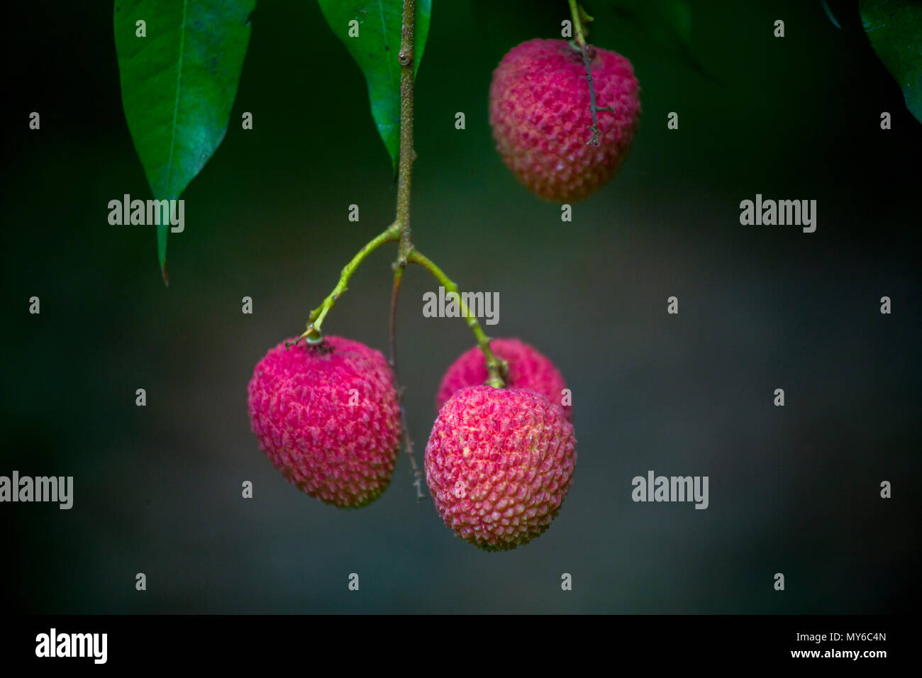 Litchi, Lichee, Lichie Leechee, Lichi, Bangla: Lichu. The Lychee is a ...