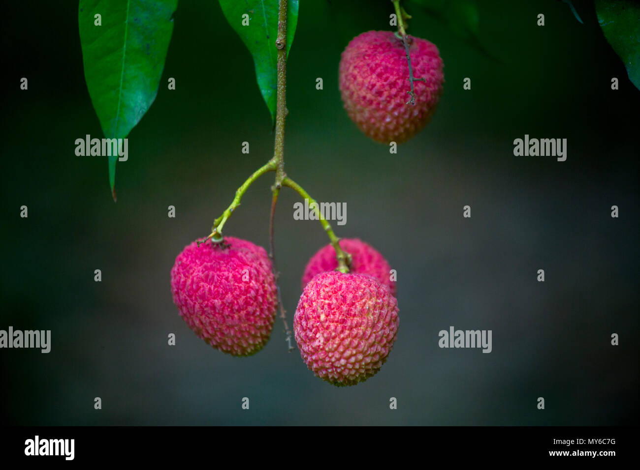 Lichie hi-res stock photography and images - Alamy