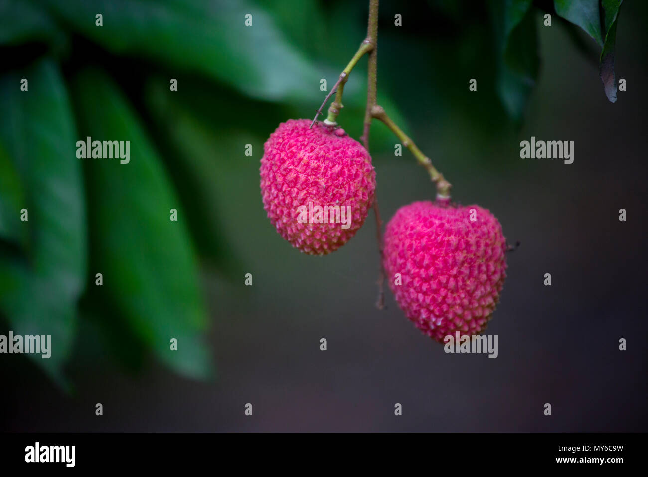 Lychee fruits litchi chinensis trees hi-res stock photography and ...