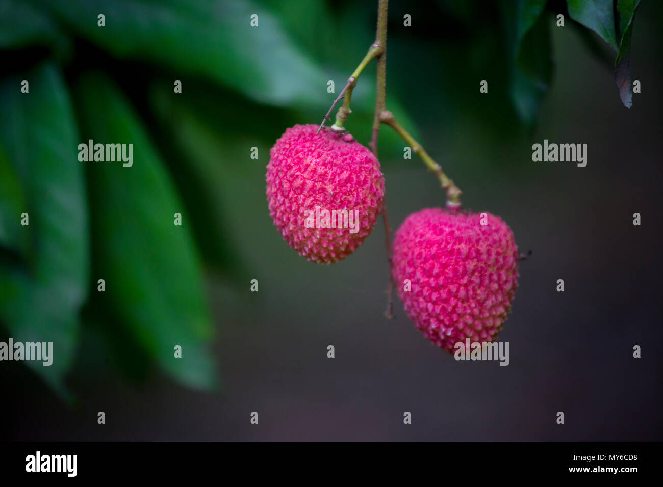 Lychee fruits litchi chinensis trees hi-res stock photography and ...