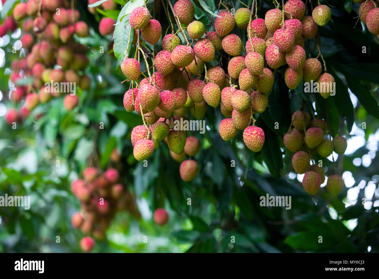 Lychee fruits litchi chinensis trees hi-res stock photography and ...