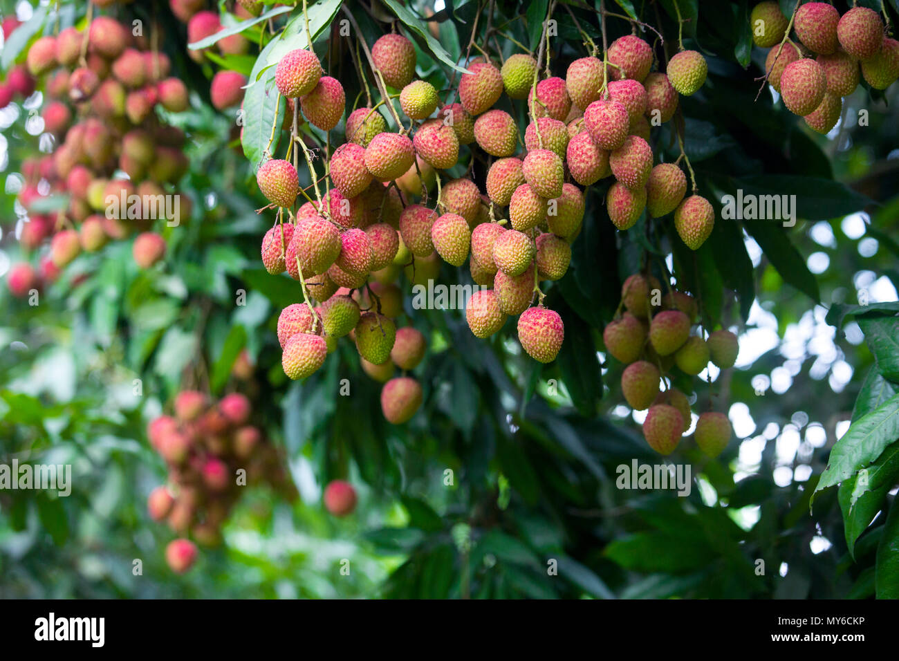 Rajshahi fruits hi-res stock photography and images - Alamy
