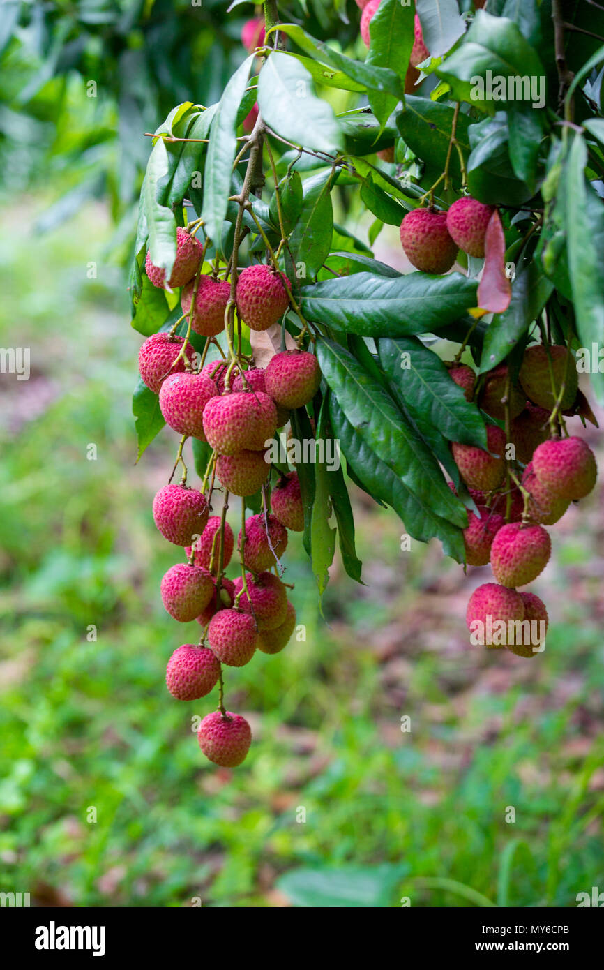 Lychee fruits litchi chinensis trees hi-res stock photography and ...