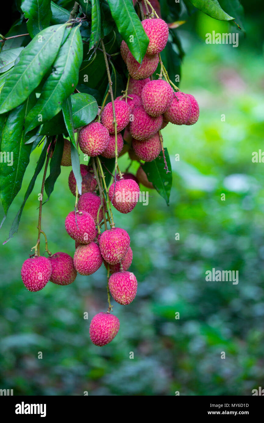 Lychee fruits litchi chinensis trees hi-res stock photography and ...
