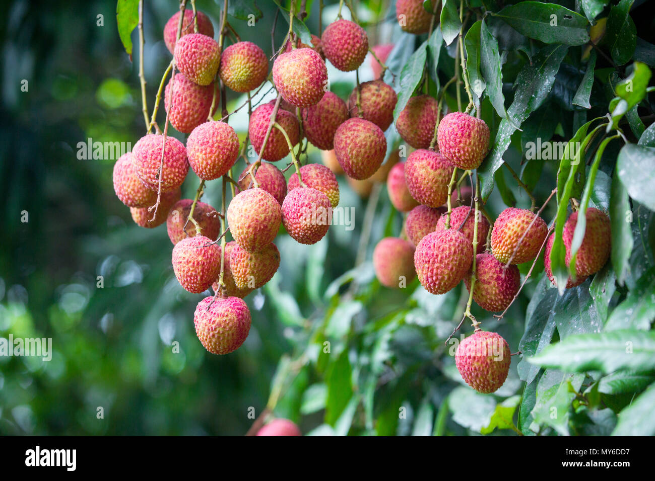 Lychee fruits litchi chinensis trees hi-res stock photography and ...