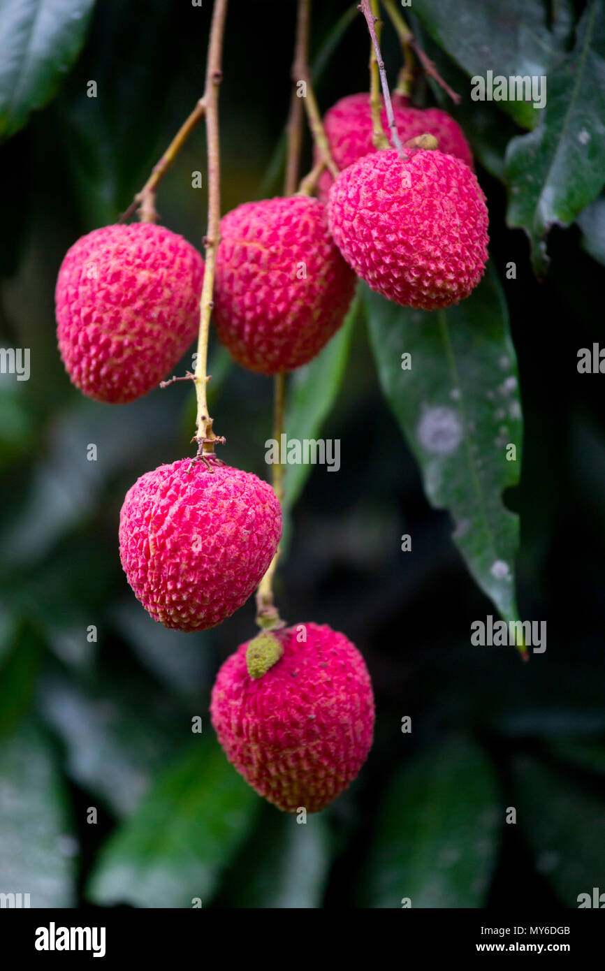 Litchi, Lichee, Lichie Leechee, Lichi, Bangla: Lichu. The Lychee is a ...