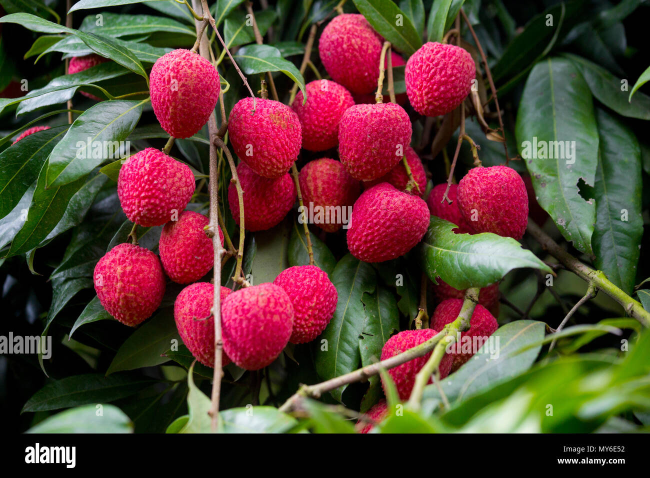 Lichie hi-res stock photography and images - Alamy