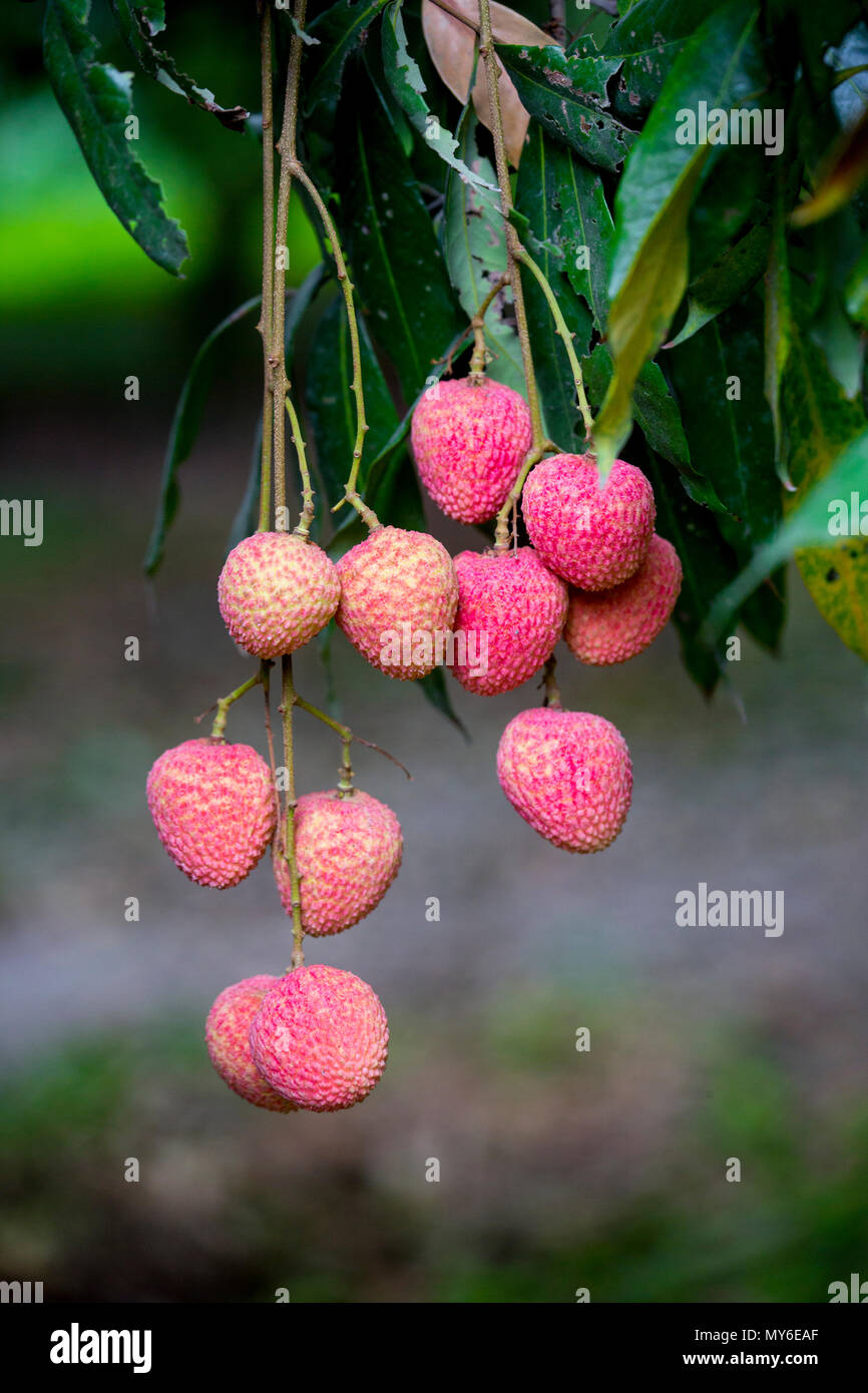 Lichie hi-res stock photography and images - Alamy