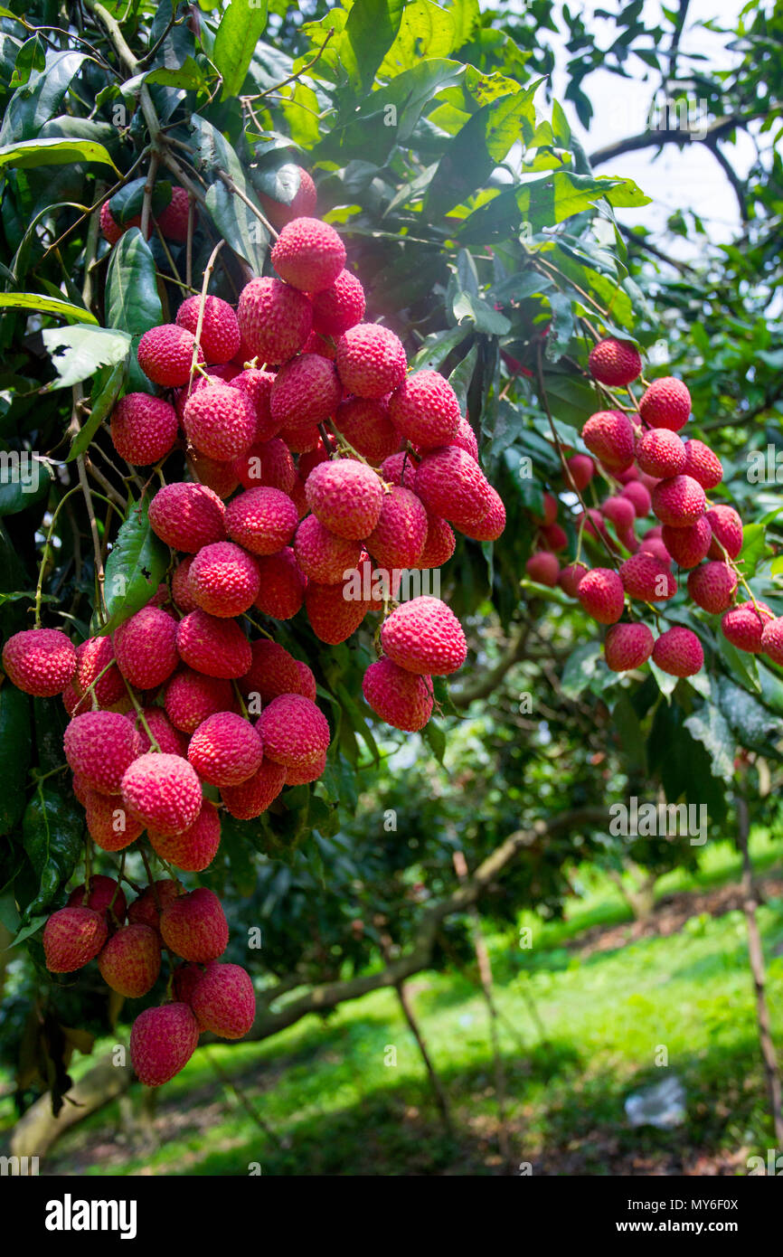 Litchi, Lichee, Lichie Leechee, Lichi, Bangla: Lichu. The Lychee is a ...