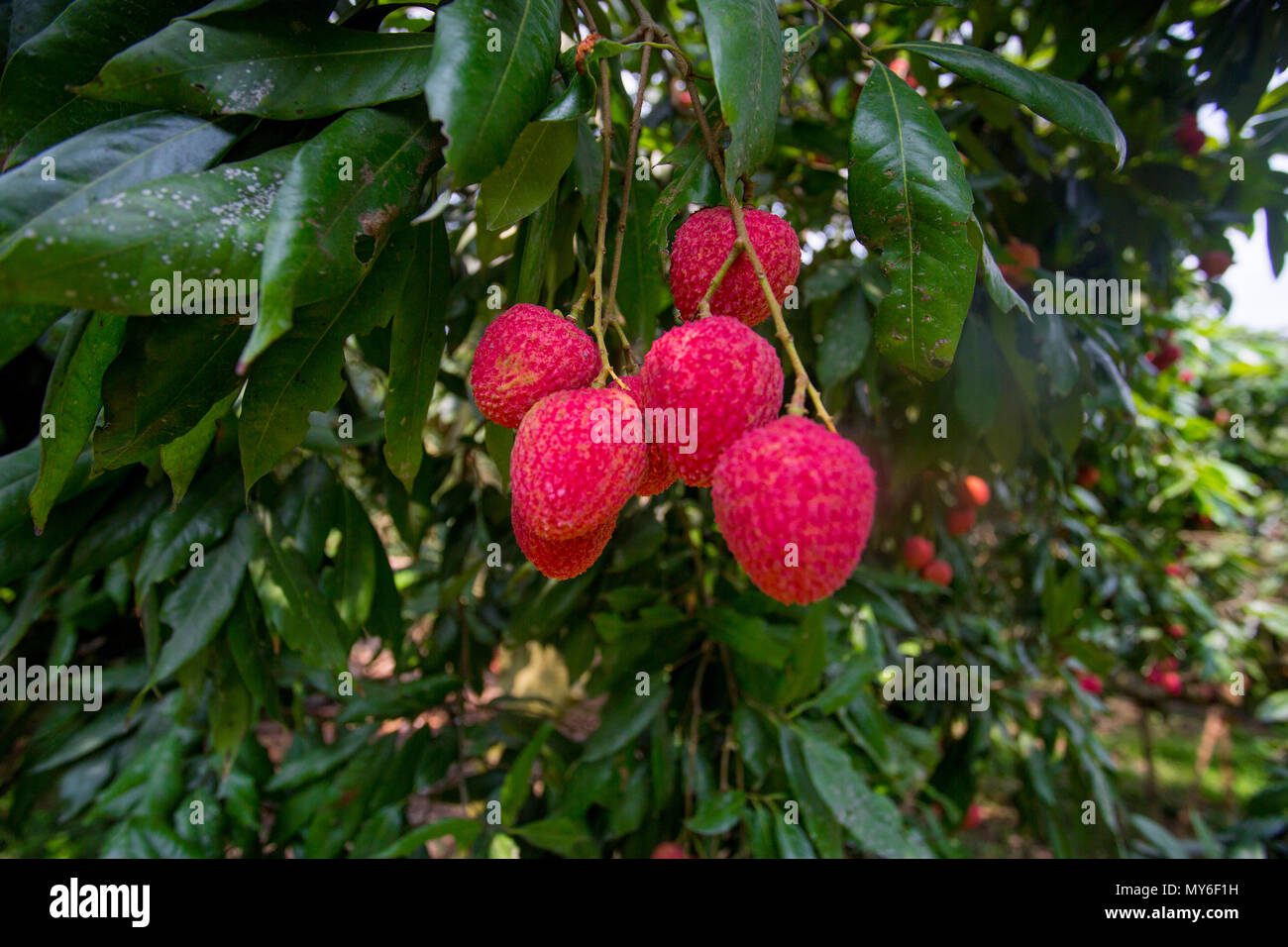 Lychee fruits litchi chinensis trees hi-res stock photography and ...