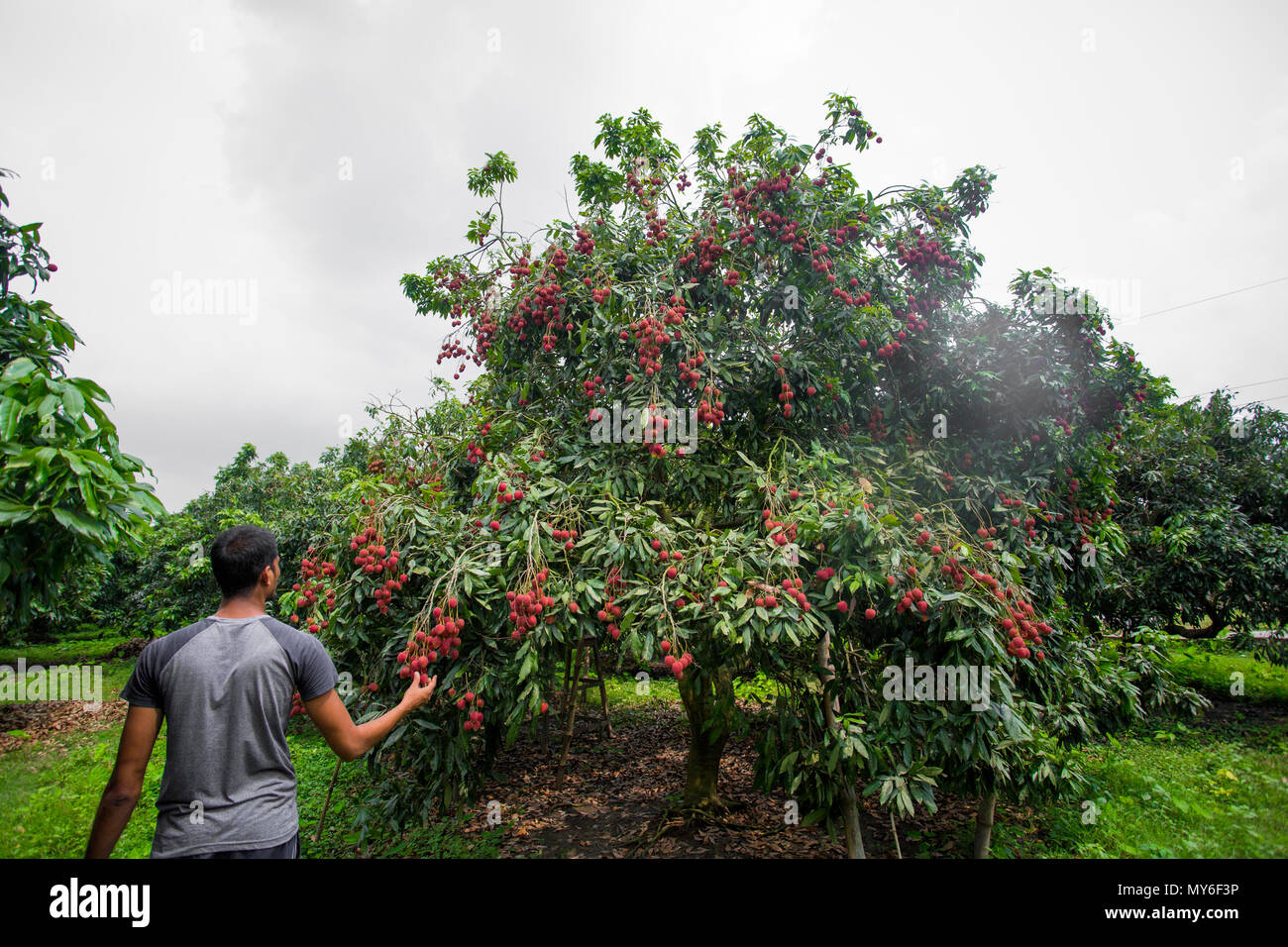 A Lychee grows in a tree at Rooppur, Ishwardi , Bangladesh Stock Photo ...