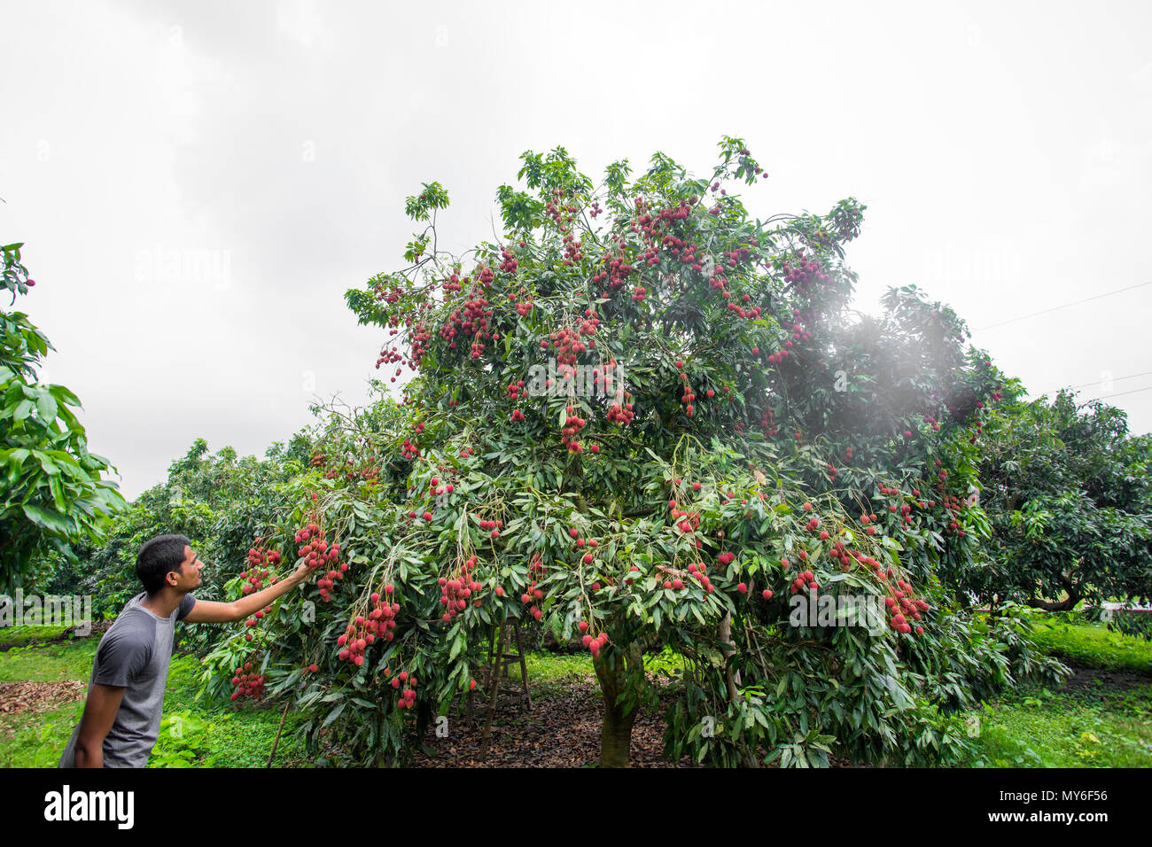 A Lychee grows in a tree at Rooppur, Ishwardi , Bangladesh Stock Photo ...
