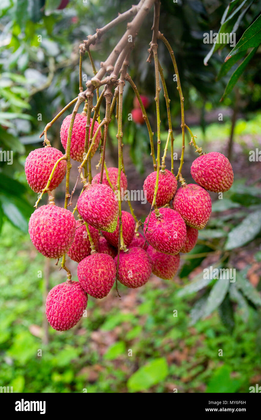 Litchi, Lichee, Lichie Leechee, Lichi, Bangla: Lichu. The Lychee is a ...