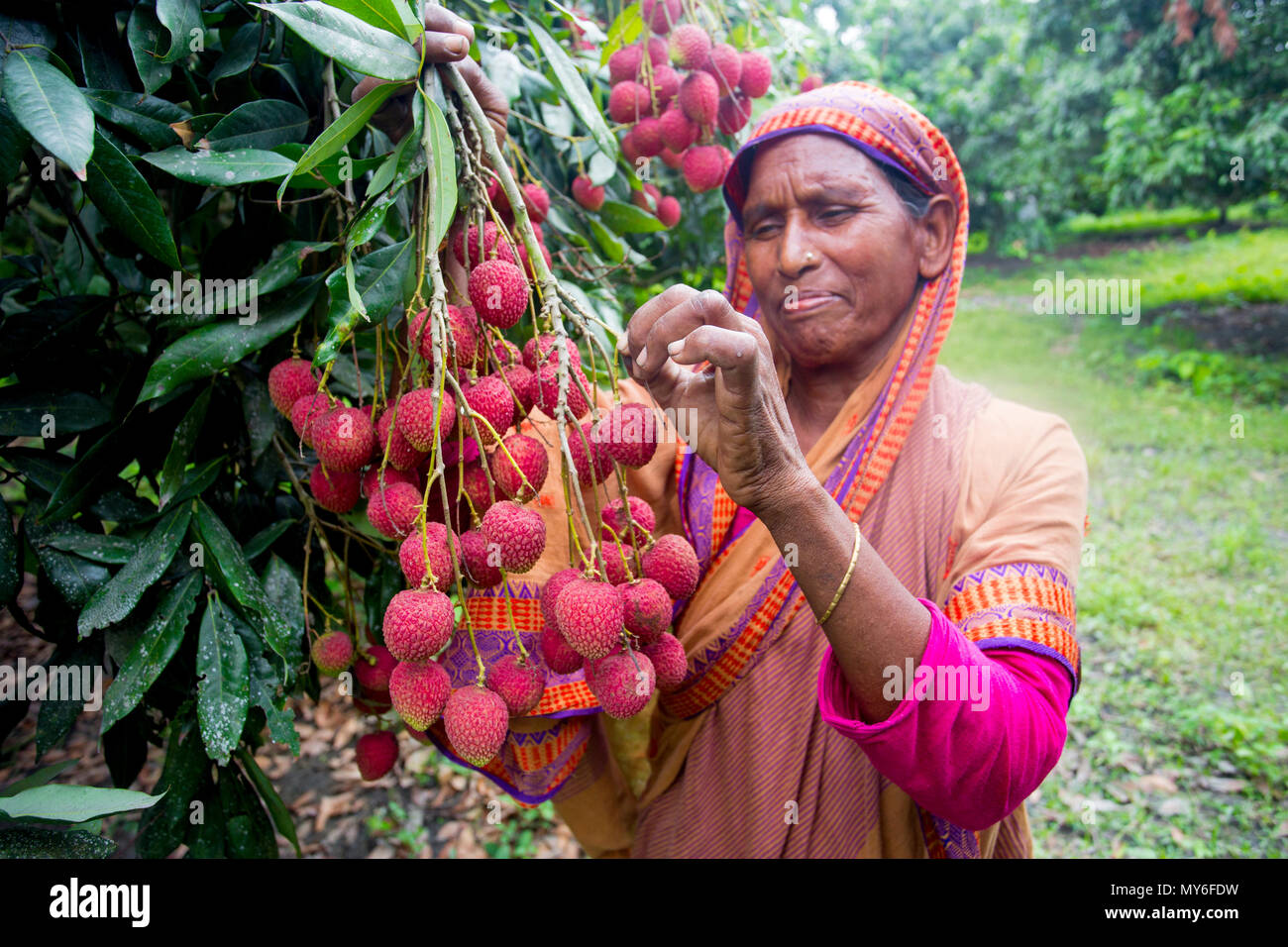 Lychee fruit harvesting at Rooppur, Ishwardi , Bangladesh Stock Photo ...